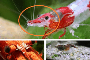 Cherry Shrimp Diseases & How To Treat Them? – Acuario Pets