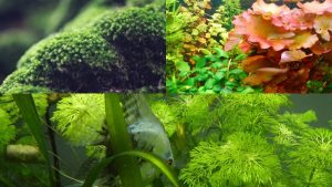 What Are Betta Bulbs? Everything You Need To Know! – Acuario Pets