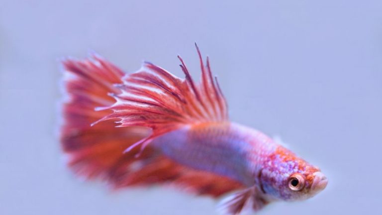 Betta Fin Rot: Causes, Prevention & Best Treatments – Acuario Pets