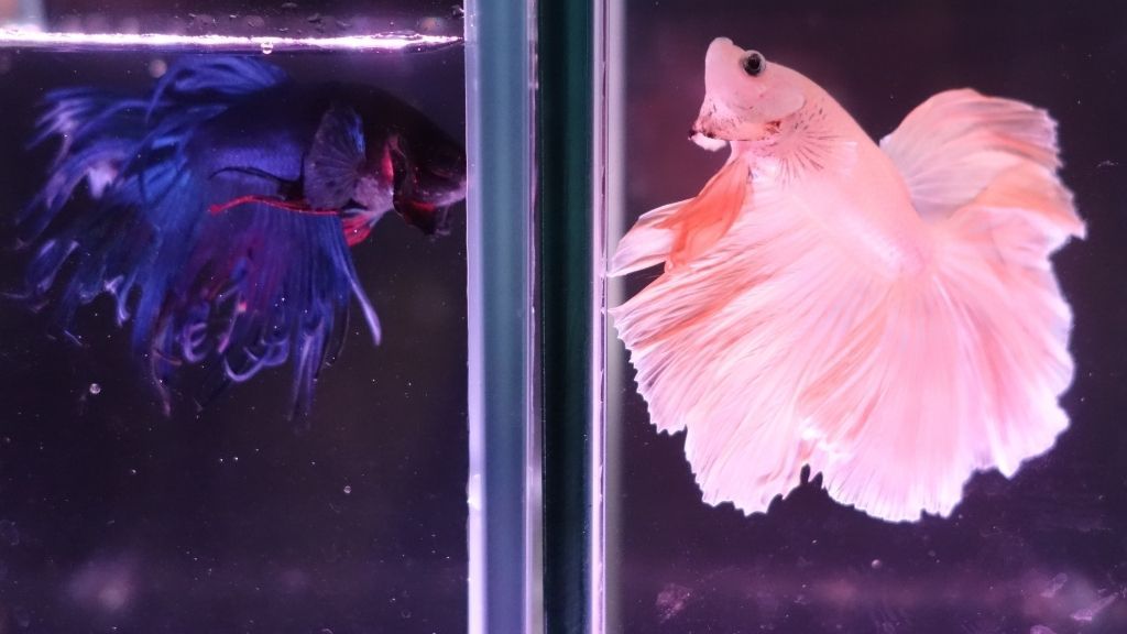 Are Betta Fish Smart? [Owners Share Their Experiences] – Acuario Pets