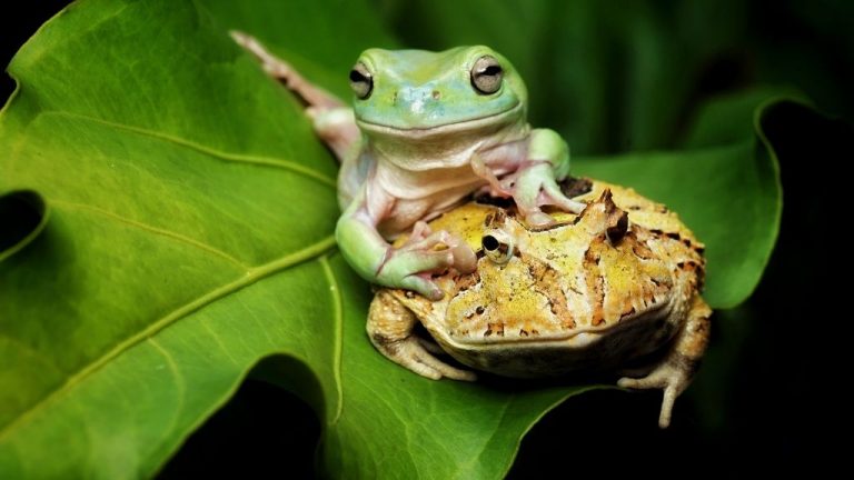 Can Multiple Pacman Frogs Live Together? – Acuario Pets