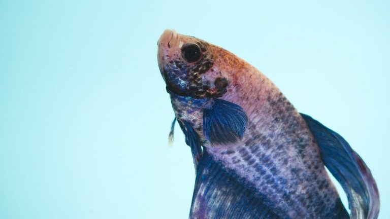 8 Most Common Betta Fish Signs Before They Die – Acuario Pets