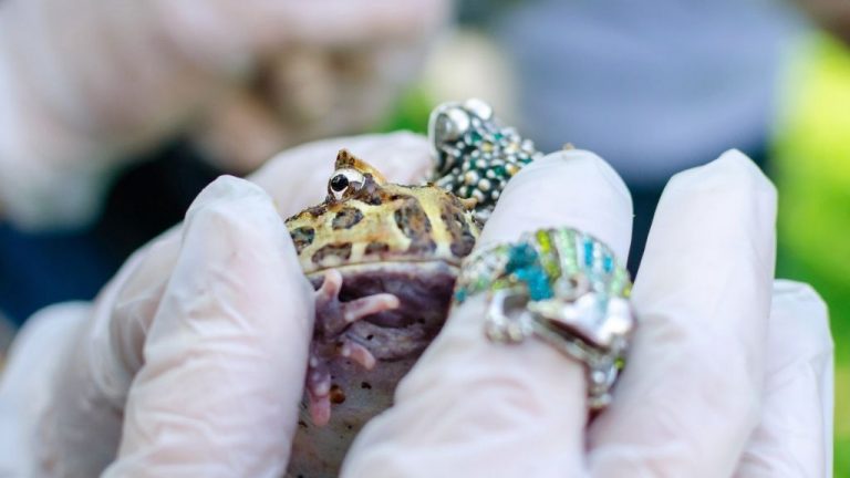 Holding Pacman Frogs: Properly Handling Tips – Acuario Pets