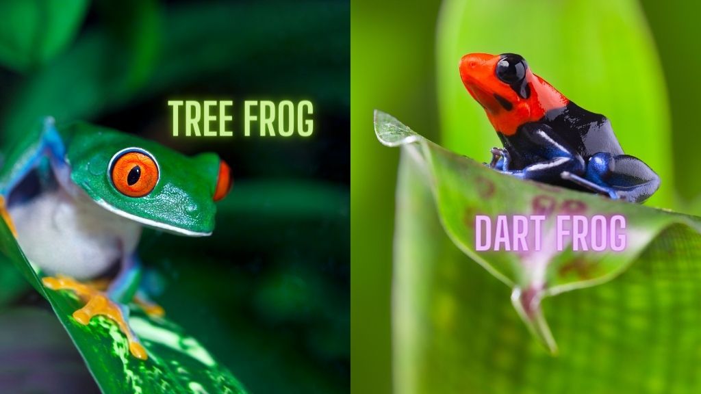 Grape Dart Frog
