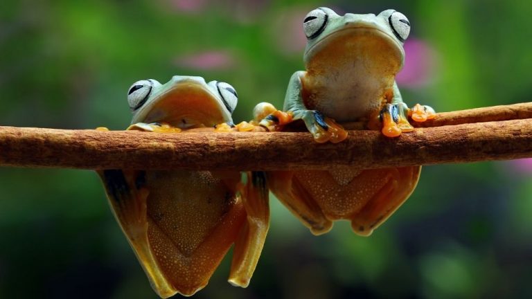 Tree Frog Diet & Feeding Guide For Beginners – Acuario Pets