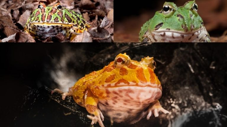12 Most Popular Pacman Frog Morphs With Pictures – Acuario Pets