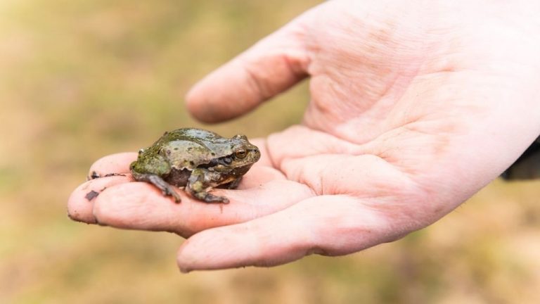 How To Pet Tree Frogs Safely? [The Foolproof Guide] – Acuario Pets