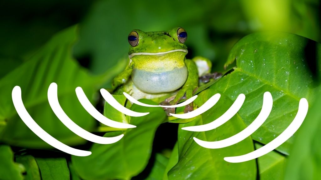 What Does A Tree Frog Sound Like Acuario Pets What Does A Tree Frog Sound Like Acuario Pets