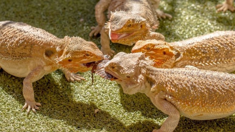 Are My Bearded Dragons Fighting Or Mating? – Acuario Pets