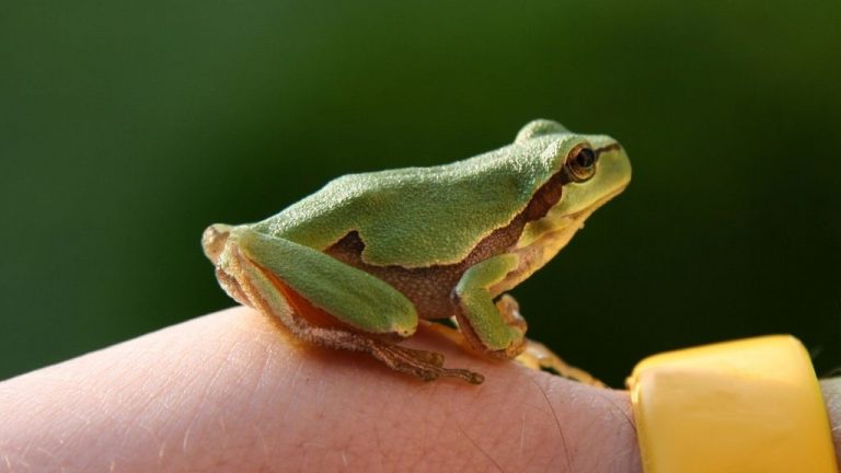 Why Did My Tree Frog Die? [13 Probable Reasons & Solutions] – Acuario Pets