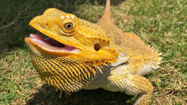 Why Bearded Dragons Throw Up? [And What You Should Do] – Acuario Pets
