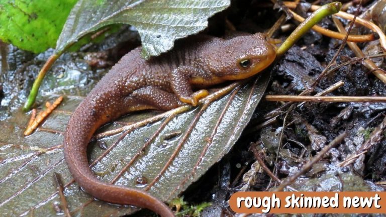 Are Newts Poisonous? [A Deep Dive] – Acuario Pets