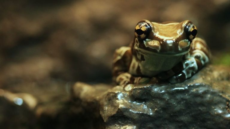 21 Popular Small Pet Frogs That Stay Small – Acuario Pets