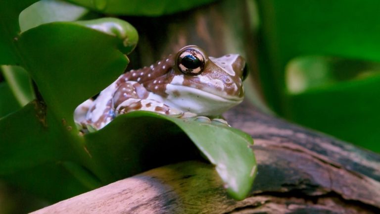 12 Best Pet Frogs For Handling [Beginner’s List] – Acuario Pets