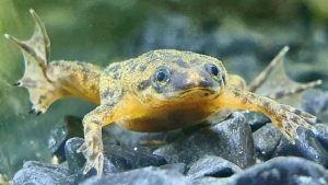 African Dwarf Frog Diet & Feeding Guide [Interesting Facts] – Acuario Pets