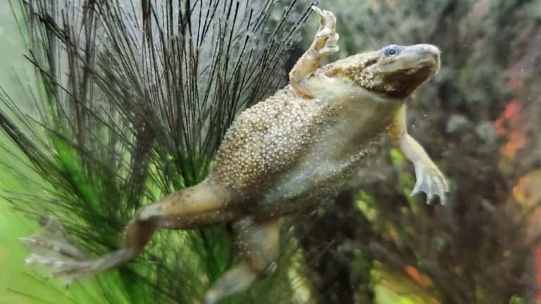 Do African Dwarf Frogs Jump Out Of Water? 7 Reasons Why – Acuario Pets
