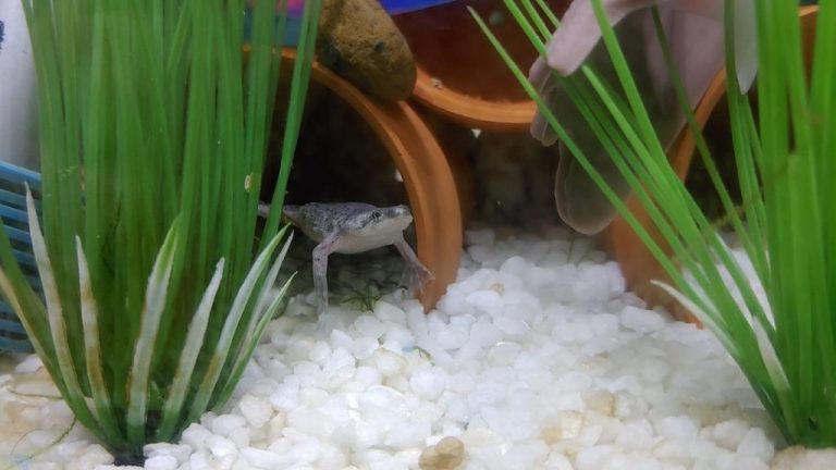 African Dwarf Frog Diet & Feeding Guide [Interesting Facts] – Acuario Pets