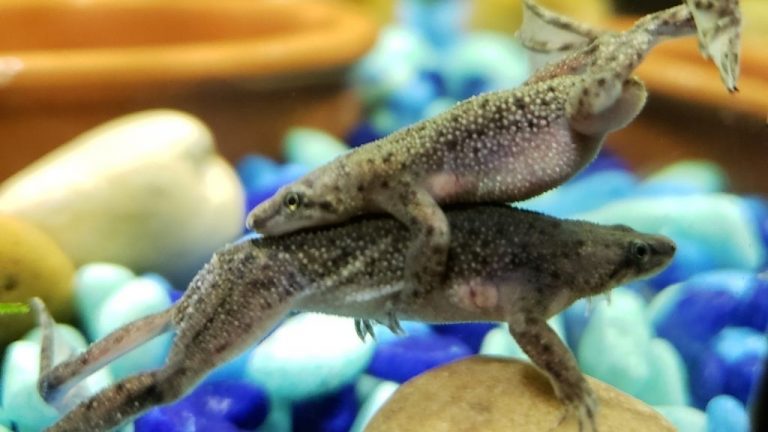 Can Two African Dwarf Frogs Live Together? – Acuario Pets