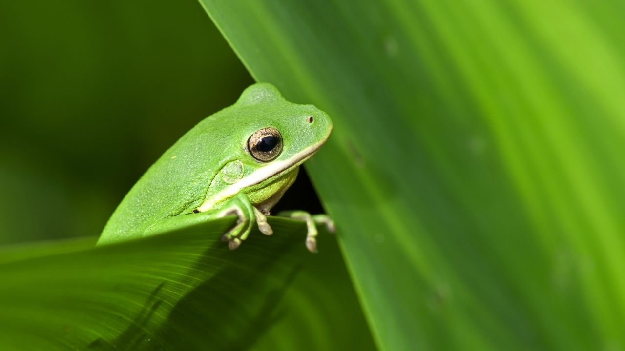21 Popular Small Pet Frogs That Stay Small – Acuario Pets
