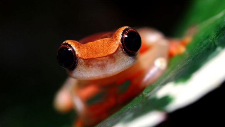 21 Popular Small Pet Frogs That Stay Small – Acuario Pets