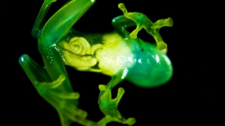 21 Popular Small Pet Frogs That Stay Small – Acuario Pets