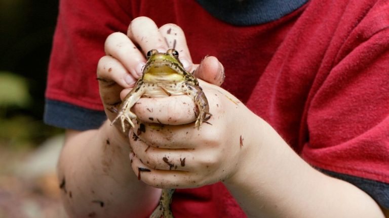 Handling Pet Frogs For Beginners [Dos and DON’Ts] – Acuario Pets