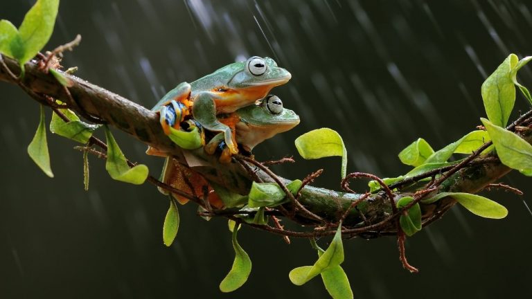 How To Tell The Gender Of A Frog? [10 Ways] – Acuario Pets