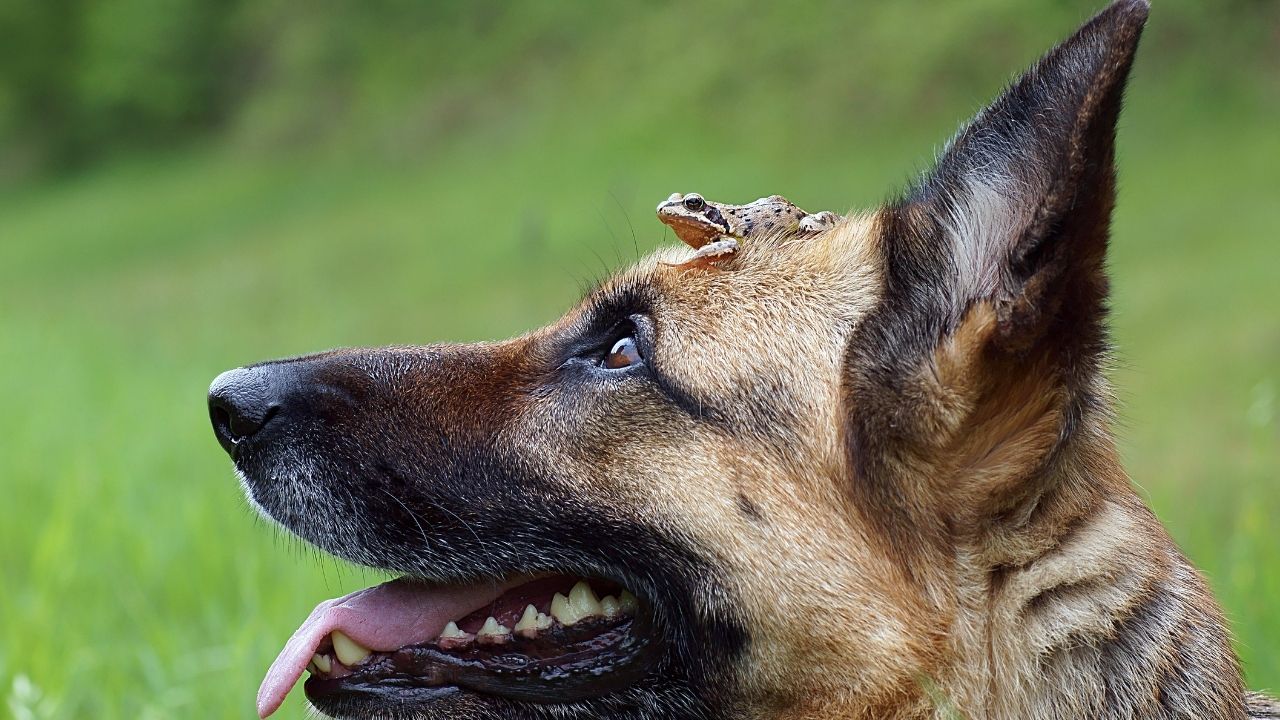 Can Dogs Eat Frogs? [Surprising Facts!] – Acuario Pets