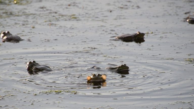 How Long Can Frogs Hold Their Breath? – Acuario Pets