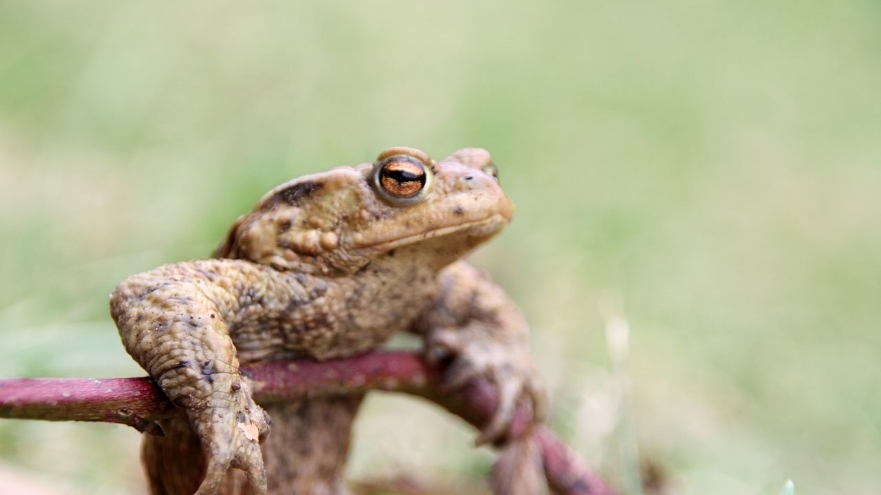 How Frogs Spend The Winter? [Hibernation Guide] – Acuario Pets