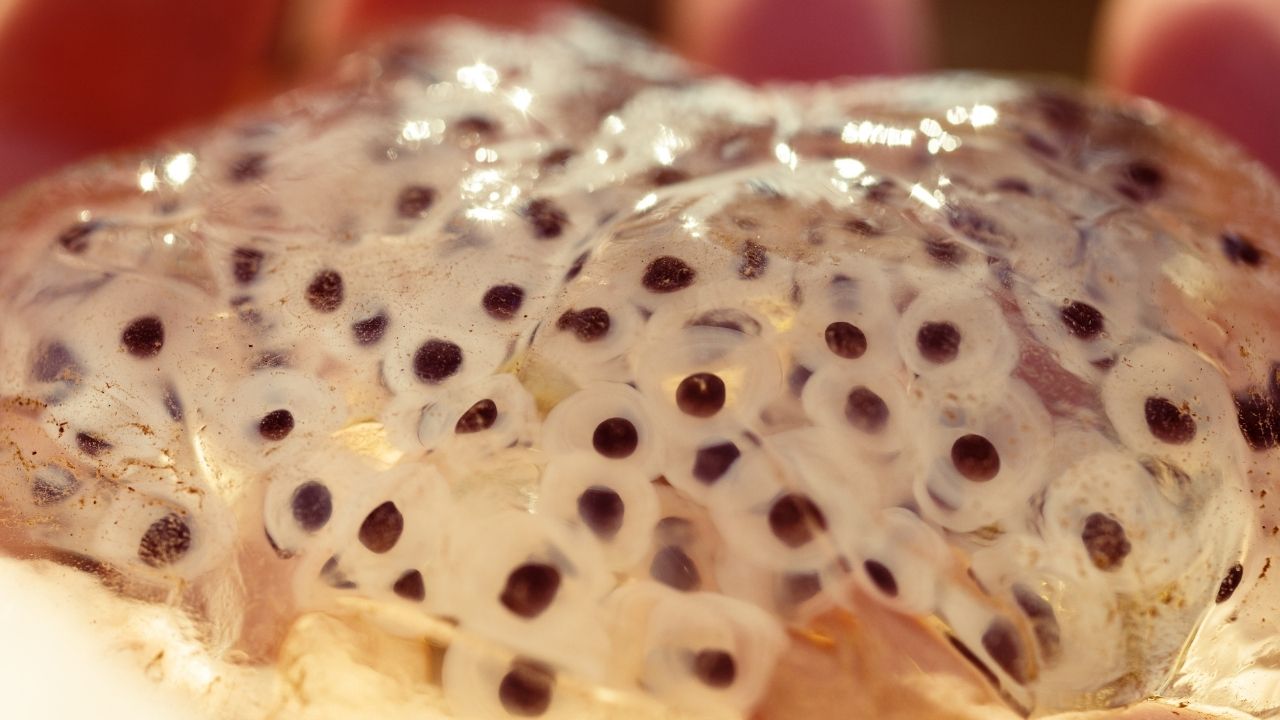 Frog Egg Care: Everything You Need To Know – Acuario Pets