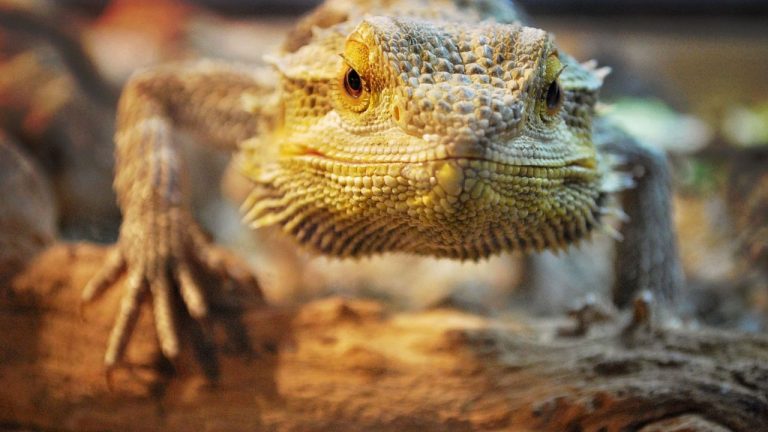 How Much Does A Bearded Dragon Cost? [UPDATED Price List] – Acuario Pets