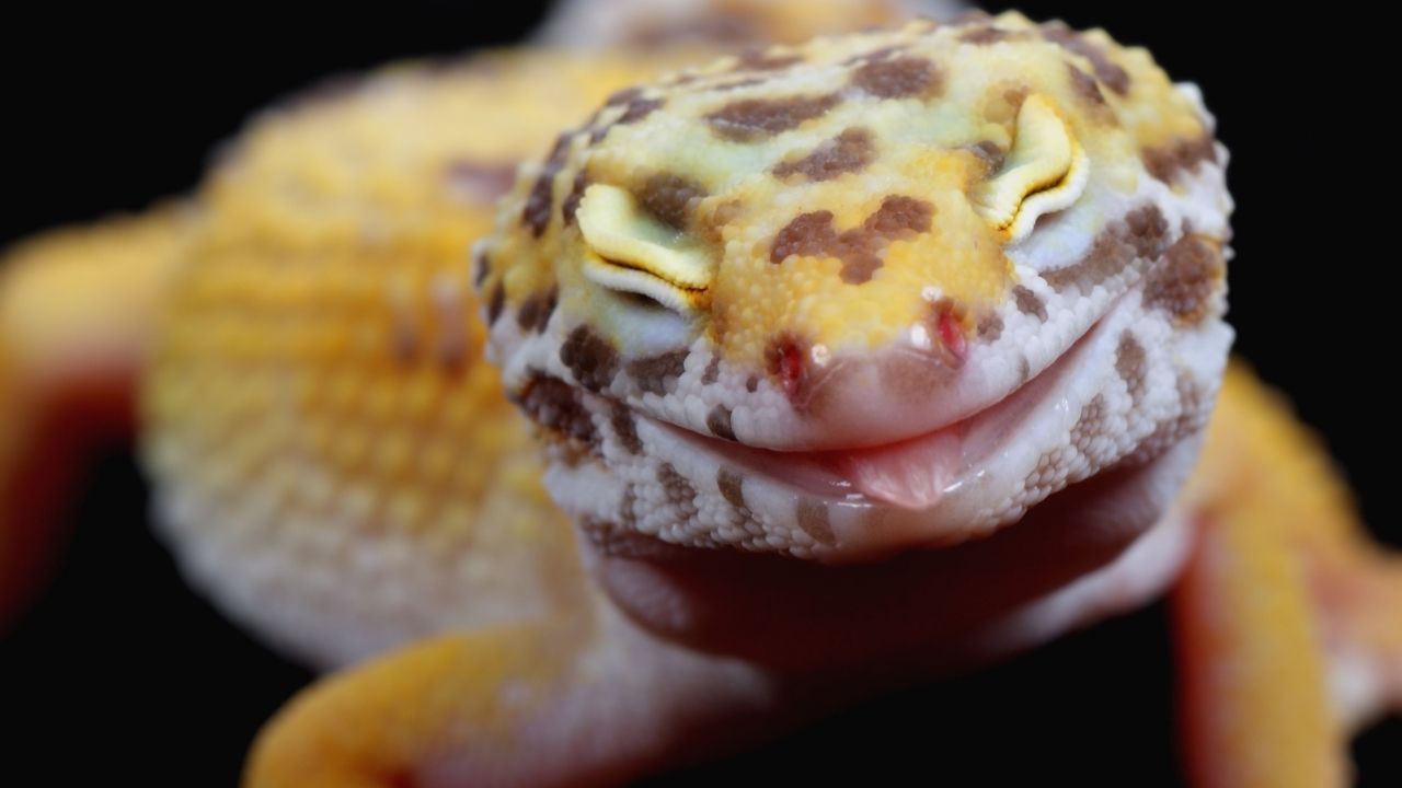 How To Know If Your Leopard Gecko Is Hungry? – Acuario Pets