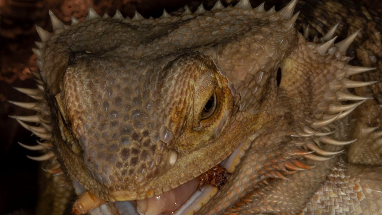 What Are The Holes On A Bearded Dragon Head Acuario Pets What Are The Holes On A Bearded Dragon Head Acuario Pets