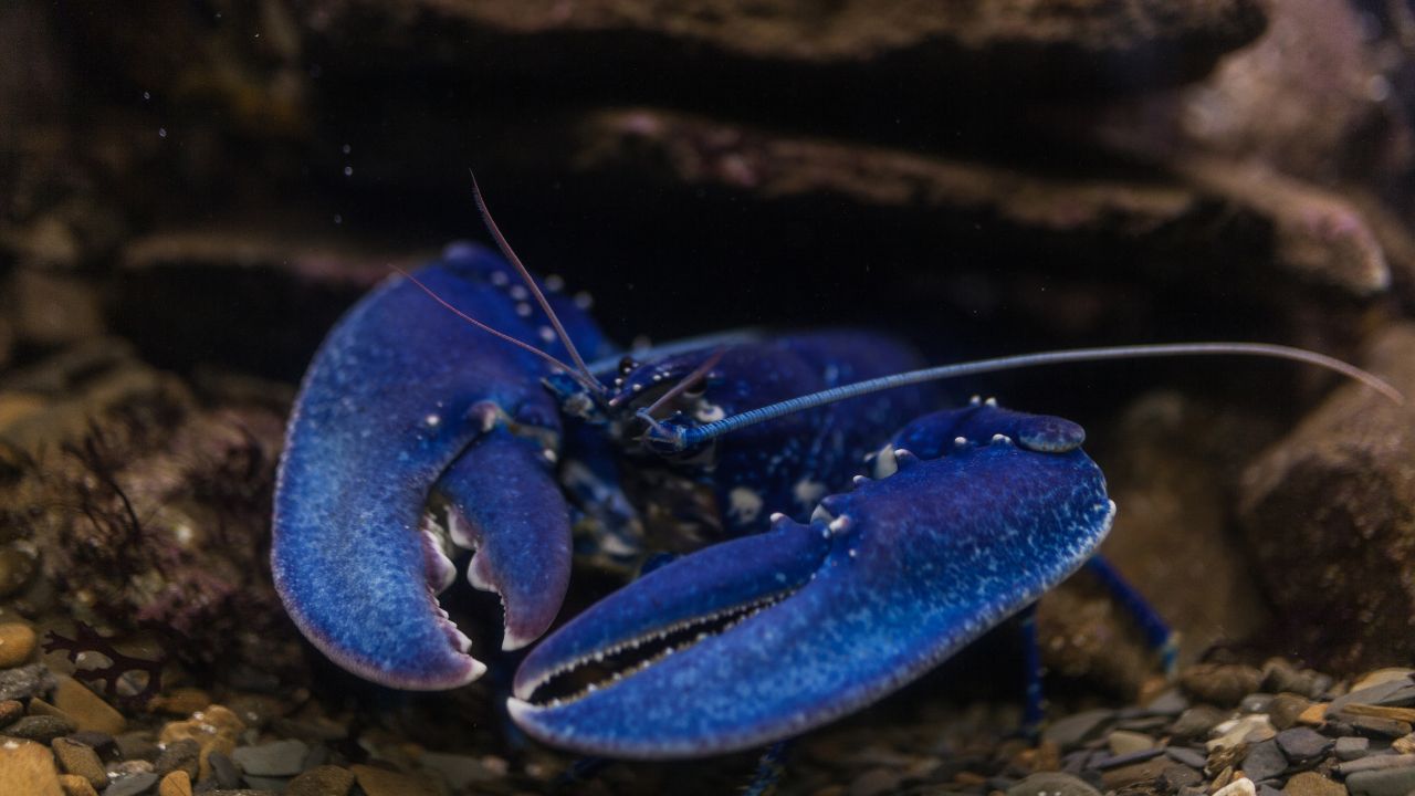 Crayfish Tank Set-Up Guide For Beginners [12 Easy Steps] – Acuario Pets