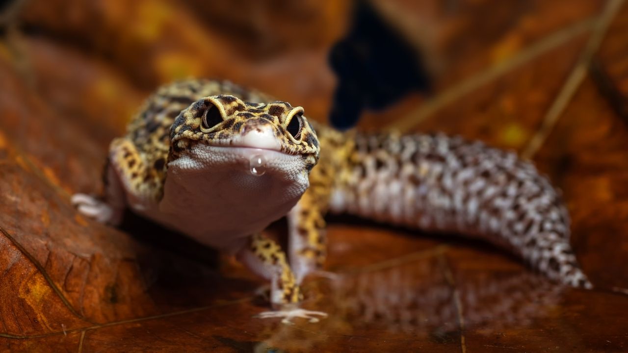 How To Tell If Your Leopard Gecko Is Sad? – Acuario Pets