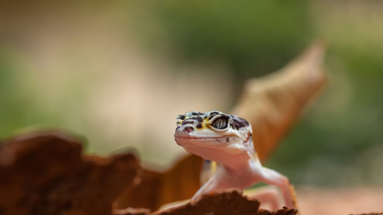 Why Does My Leopard Gecko Tank Smell? [Cleaning Guide] – Acuario Pets
