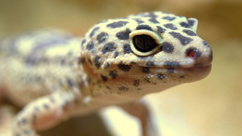 How To Tell If Your Leopard Gecko Is Sad? – Acuario Pets