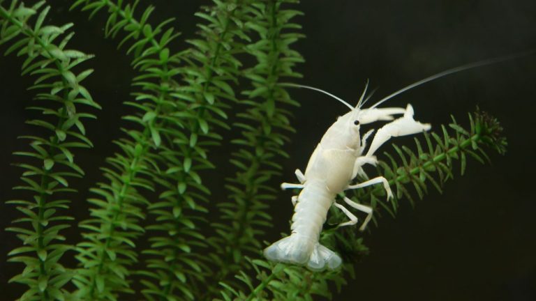 Crayfish Tank Set-Up Guide For Beginners [12 Easy Steps] – Acuario Pets