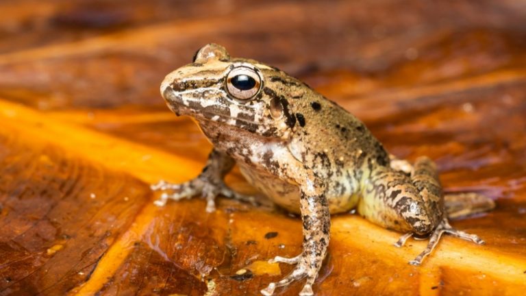 Can Common Rain Frogs Be Pets? [List + Pictures] – Acuario Pets