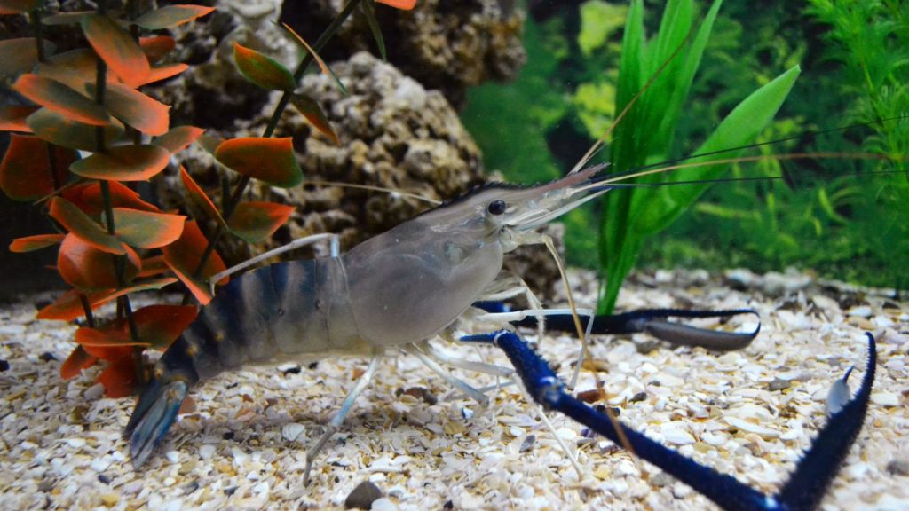 How Do Crayfish Breathe In Out Of Water Acuario Pets How Do Crayfish Breathe In Out Of Water Acuario Pets