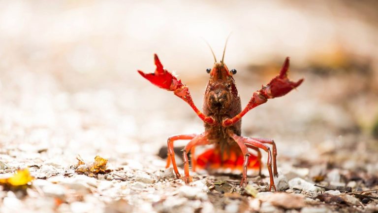 How To Take Care Of Pet Crayfish? [Beginner’s Guide] – Acuario Pets
