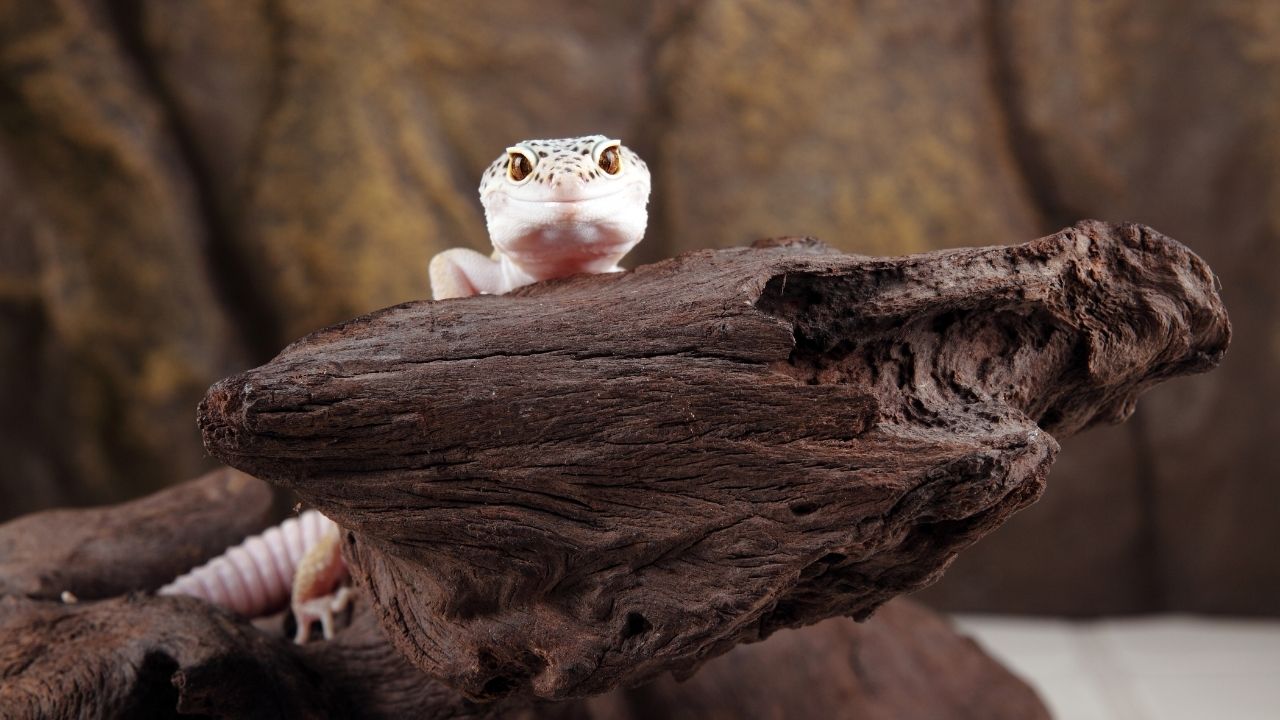 10 Leopard Gecko Body Language (Owners Must Know) – Acuario Pets