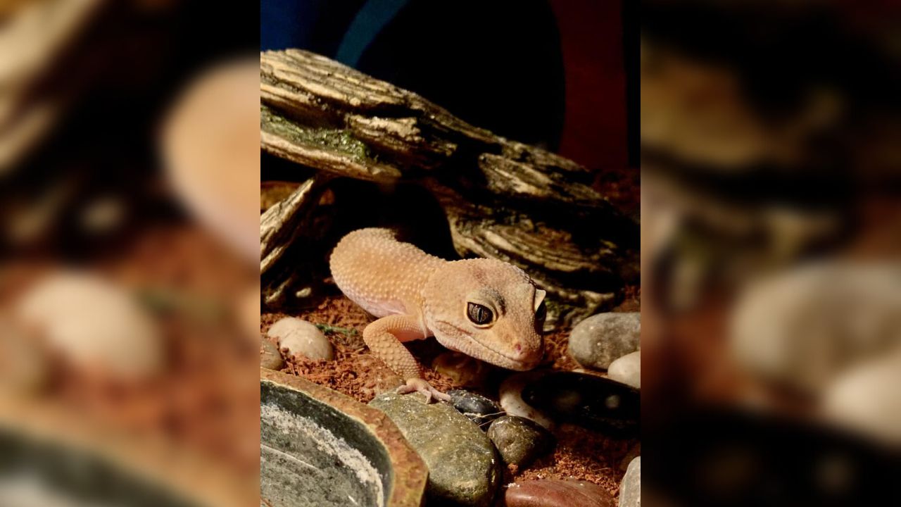 How To Tell If Your Leopard Gecko Likes You? – Acuario Pets