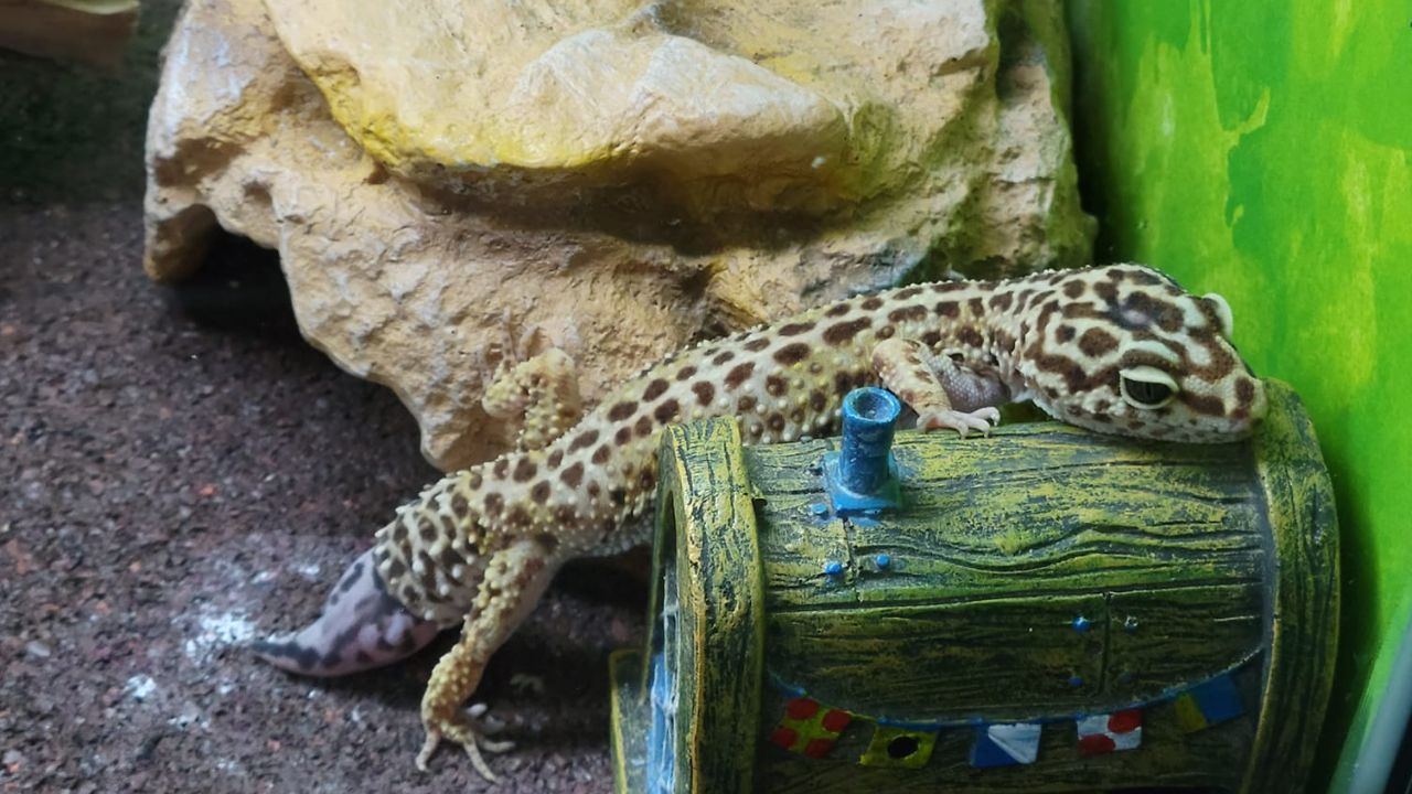 Leopard Gecko Death Roll What Does It Mean Acuario Pets
