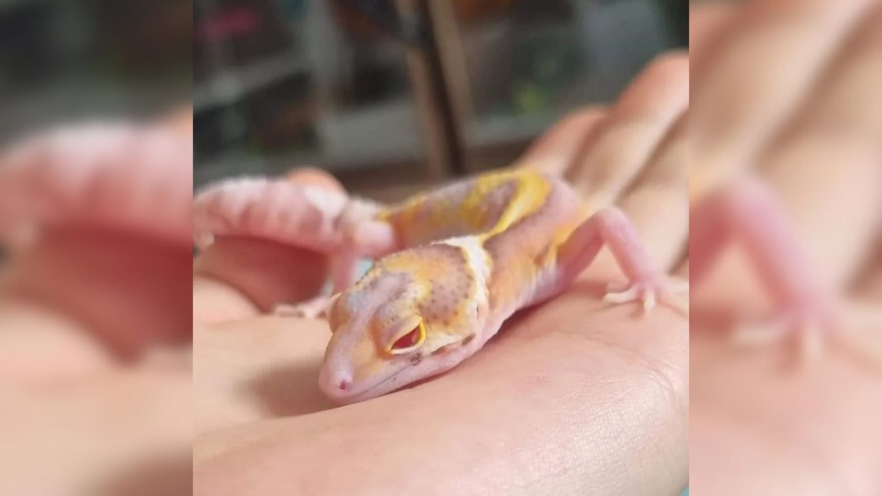 Healthy vs Unhealthy Leopard Gecko: 12 Important Signs – Acuario Pets