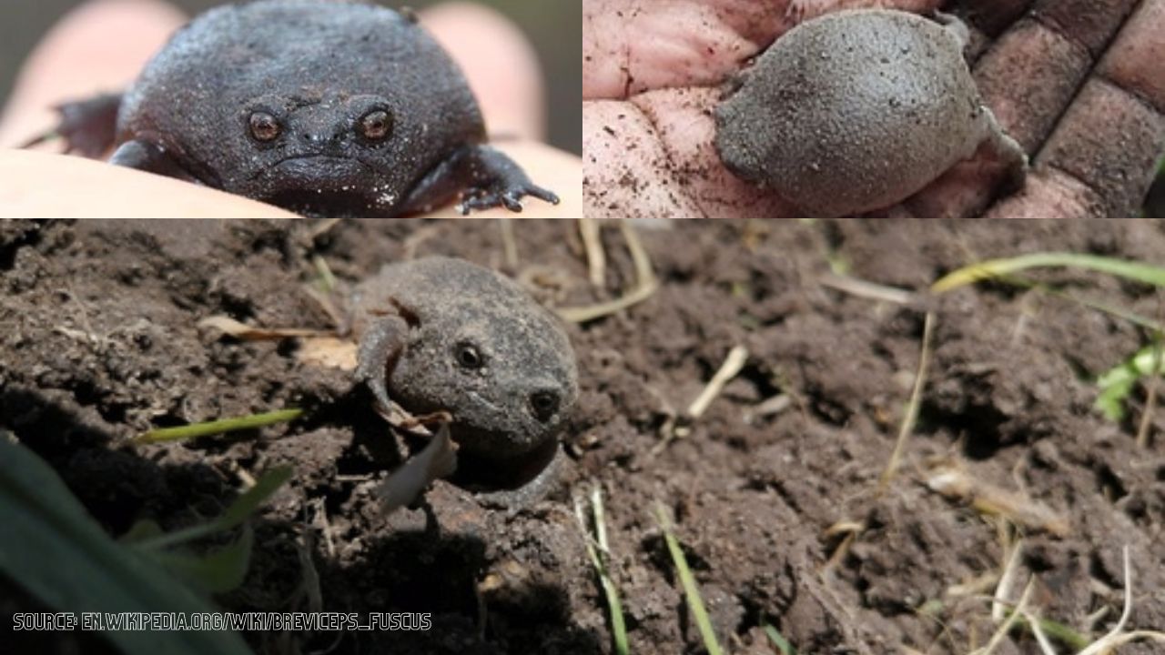 Black Rain Frog Care: Creating the Perfect Environment At Home ...