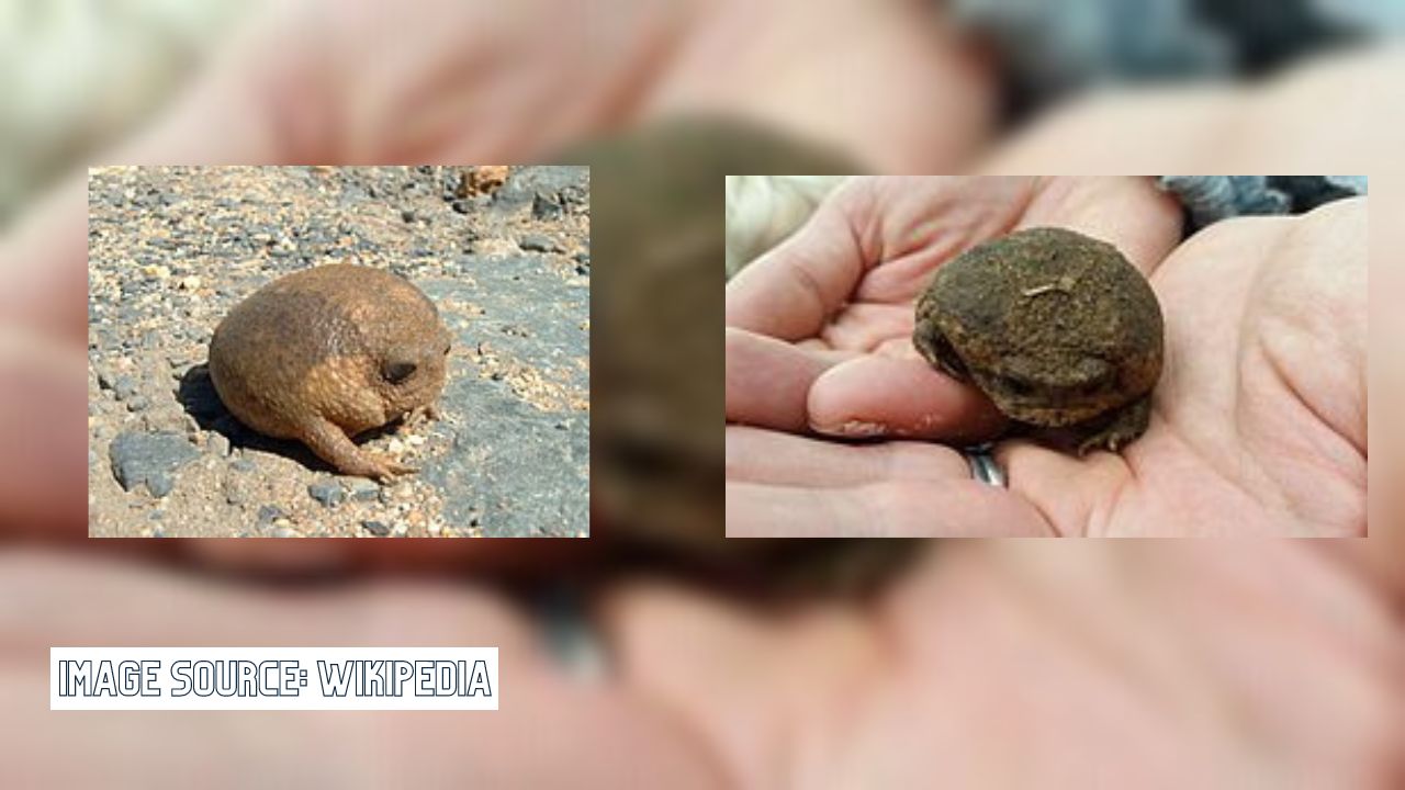 The 10 DOs and DONTs of Cape Rain Frog Care 101 – Acuario Pets